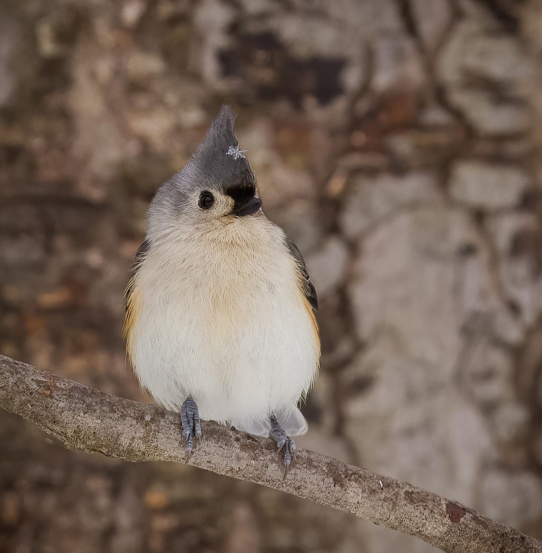 Tufted Titmouse Photo, Bird Photography, Titmouse Pictures, Wildlife ...