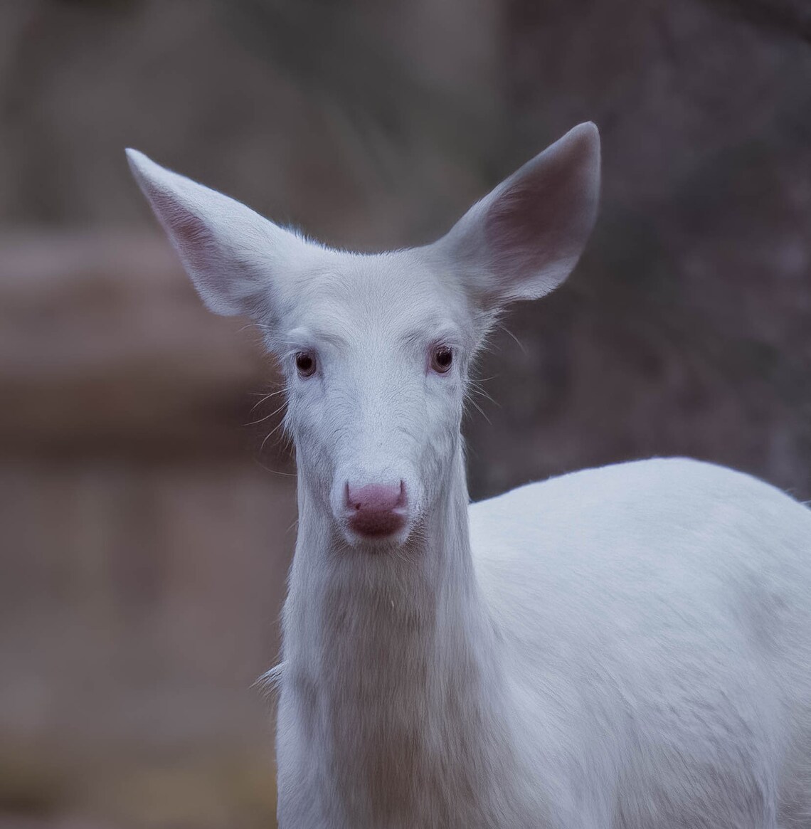 White Deer Photo, White-tailed Deer, Nature Photography, Ohio Wildlife ...