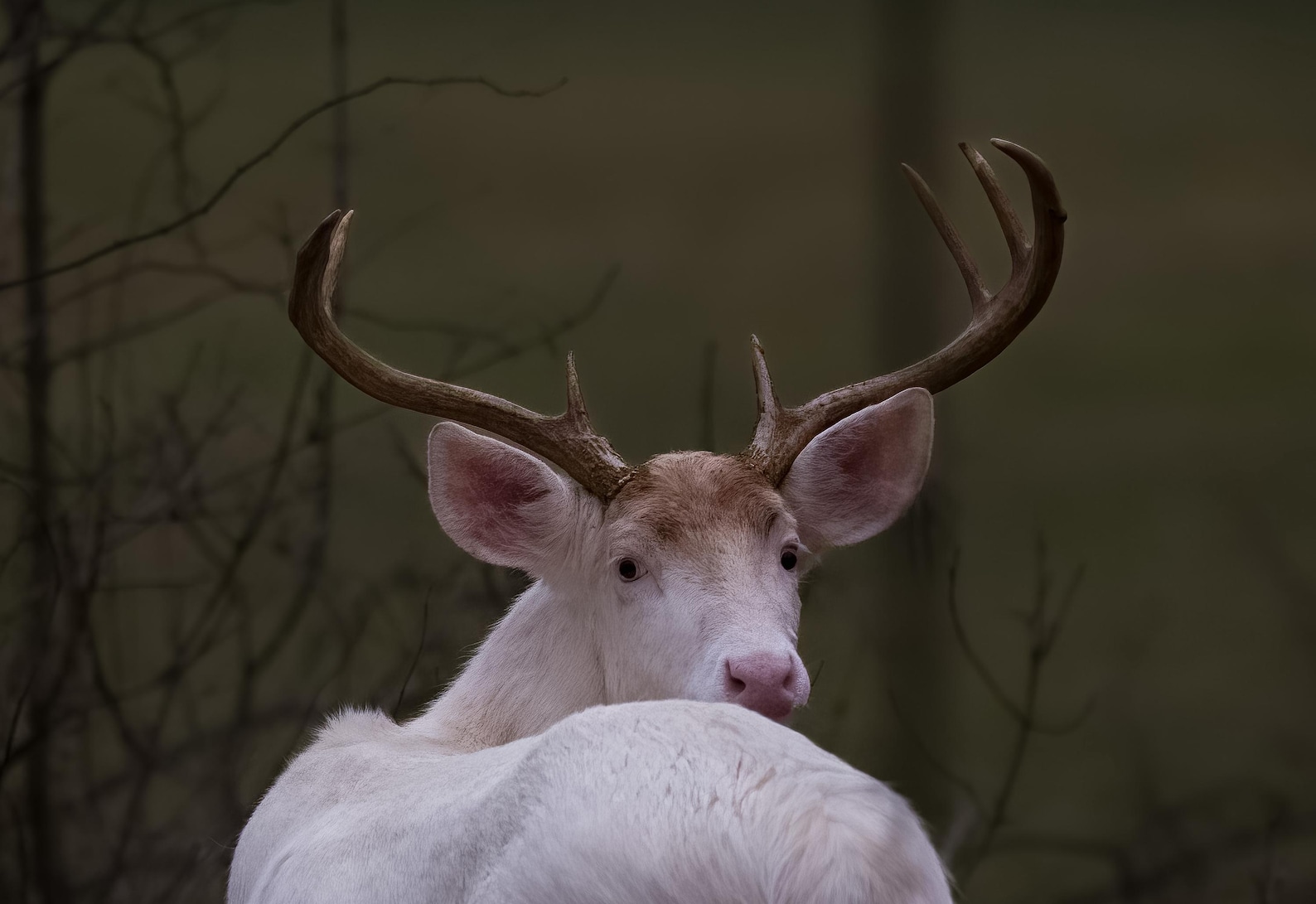 White Buck Photo, White-tailed Deer, Nature Photography, Ohio Wildlife ...
