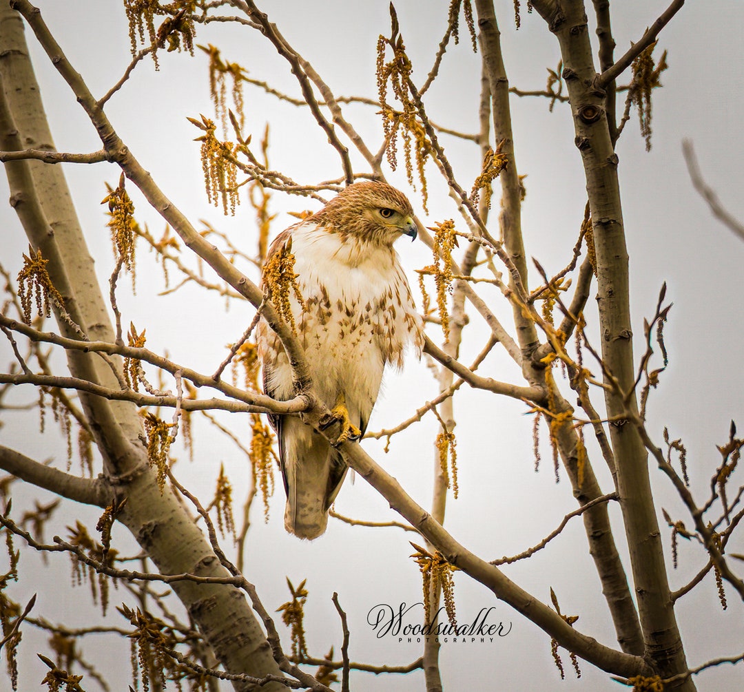 Red-tailed Hawk Photo, Bird Photography, Hawk Photos, Wildlife Pictures ...