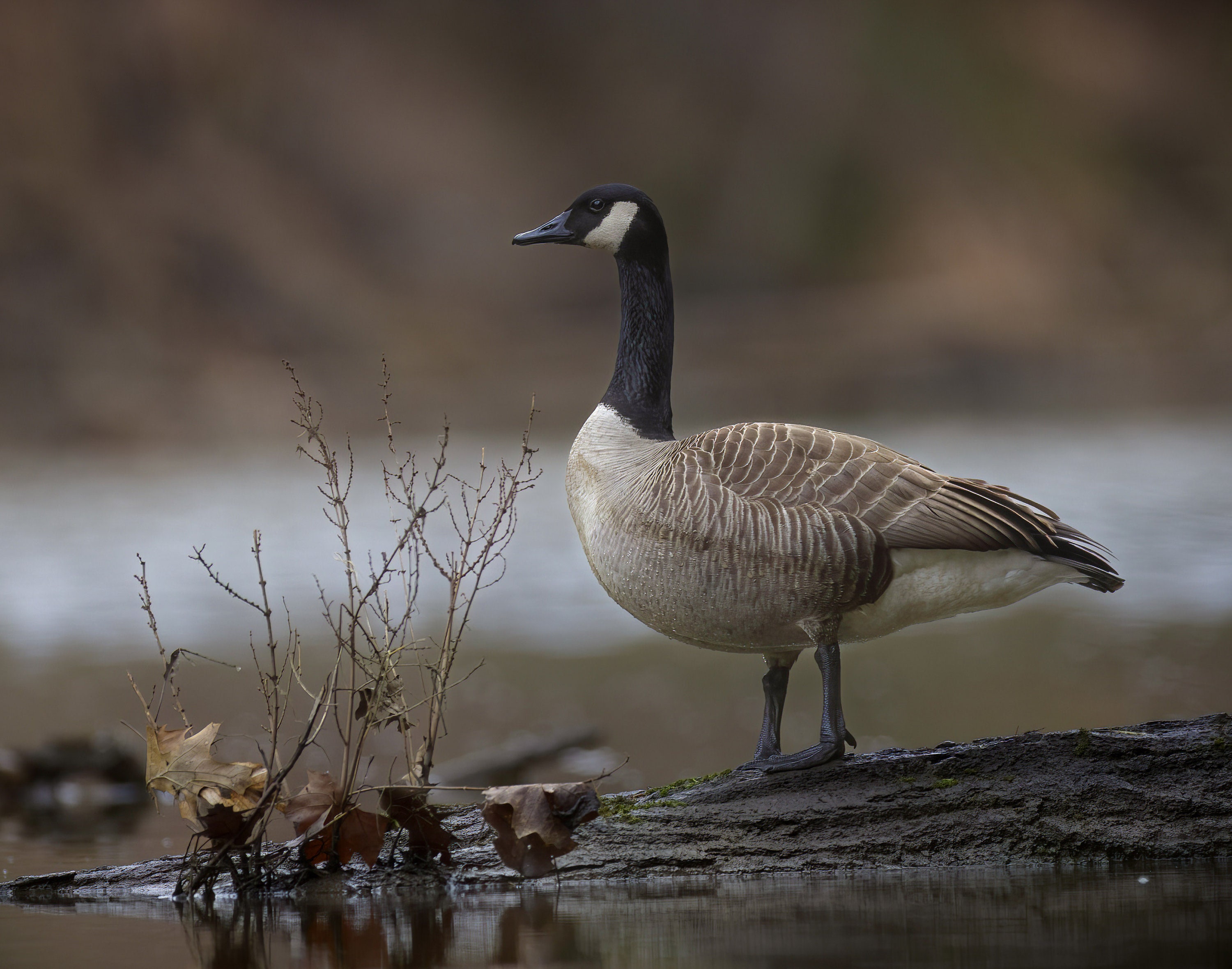 Canada Goose Photo, Bird Photography, Goose Prints, Wildlife Photo ...