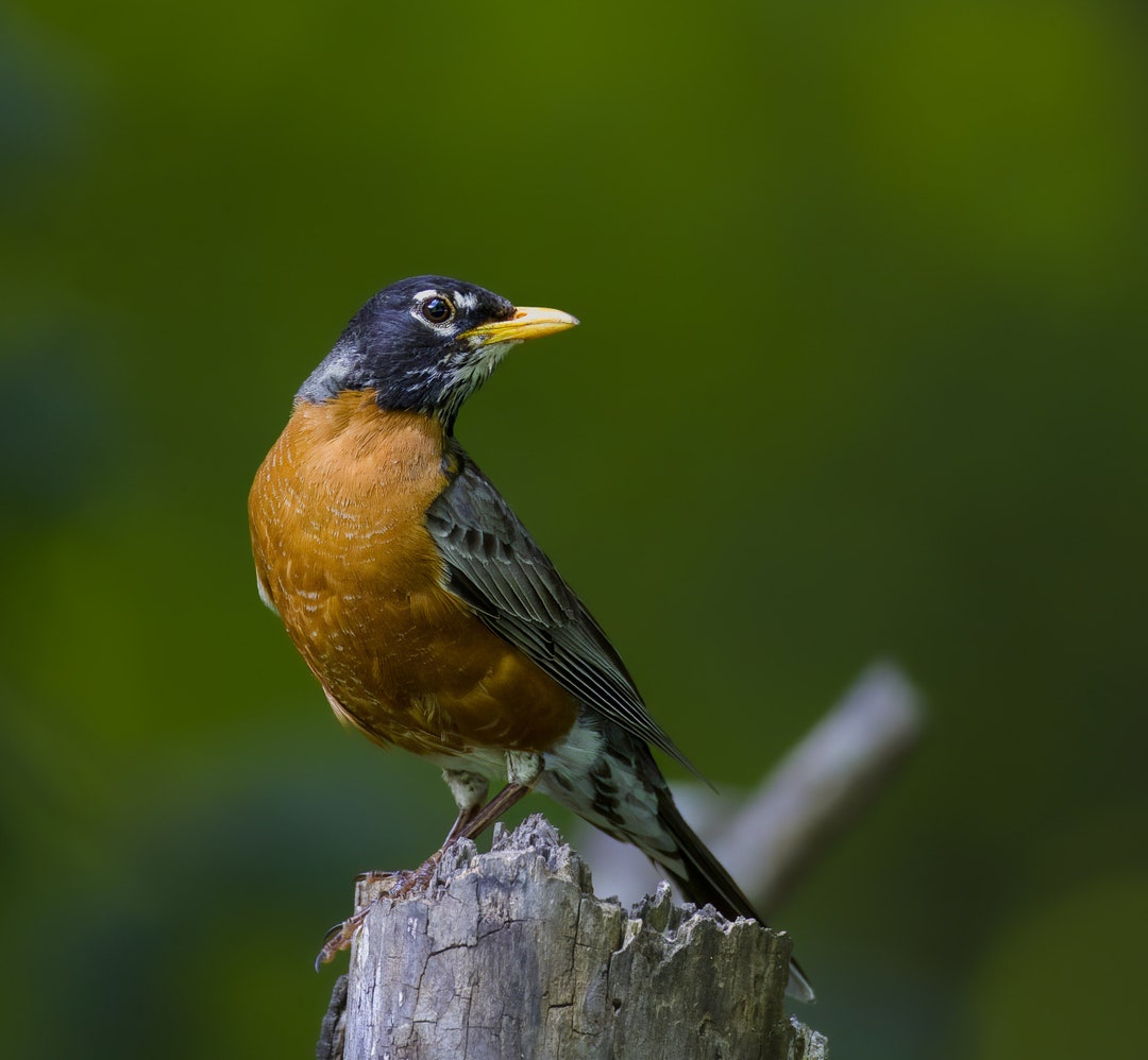 American Robin Photo Print, Matted Wildlife Prints, Bird Photography ...