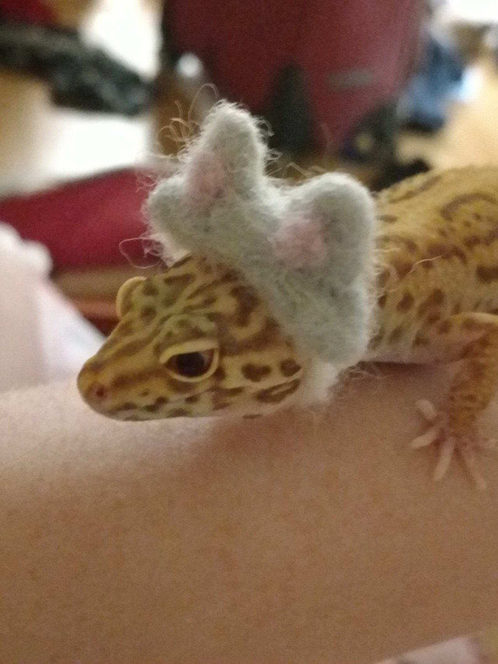 Leopard Gecko and Other Lizard Hats - Etsy