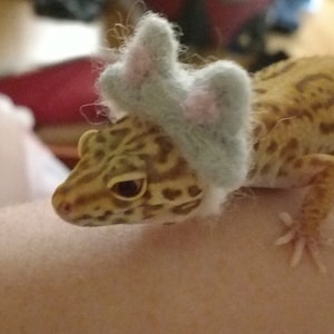 Leopard Gecko and Other Lizard Hats - Etsy