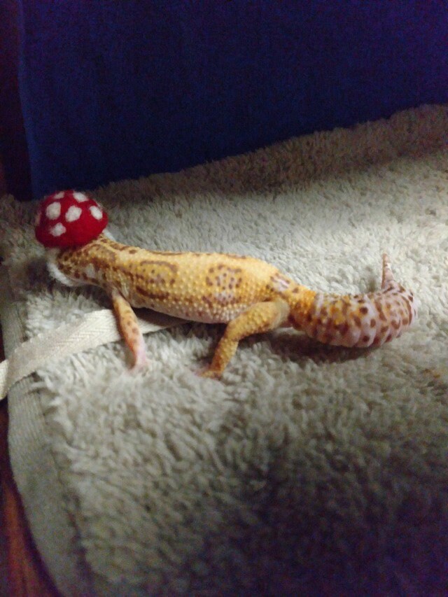 Leopard Gecko and Other Lizard Hats - Etsy