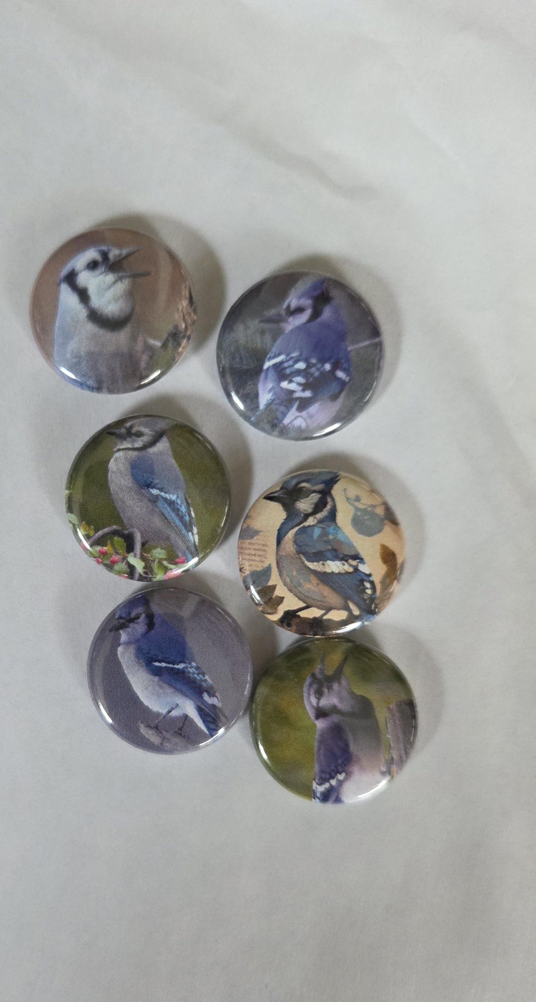 6 BLUE JAY 1" Badges / Pins - Etsy