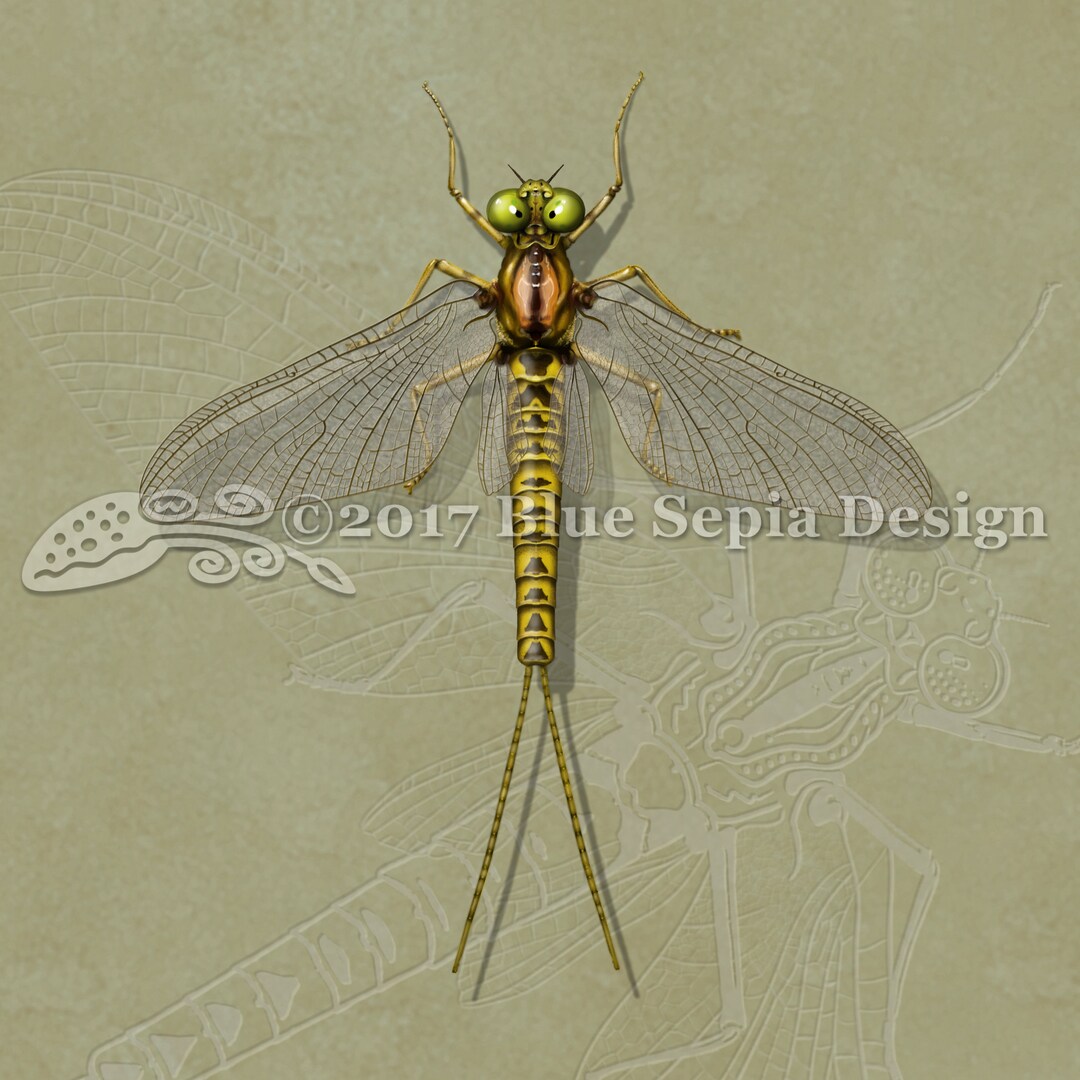 Mayfly Illustration - Digital Files Png, Jpeg With Embossed ...