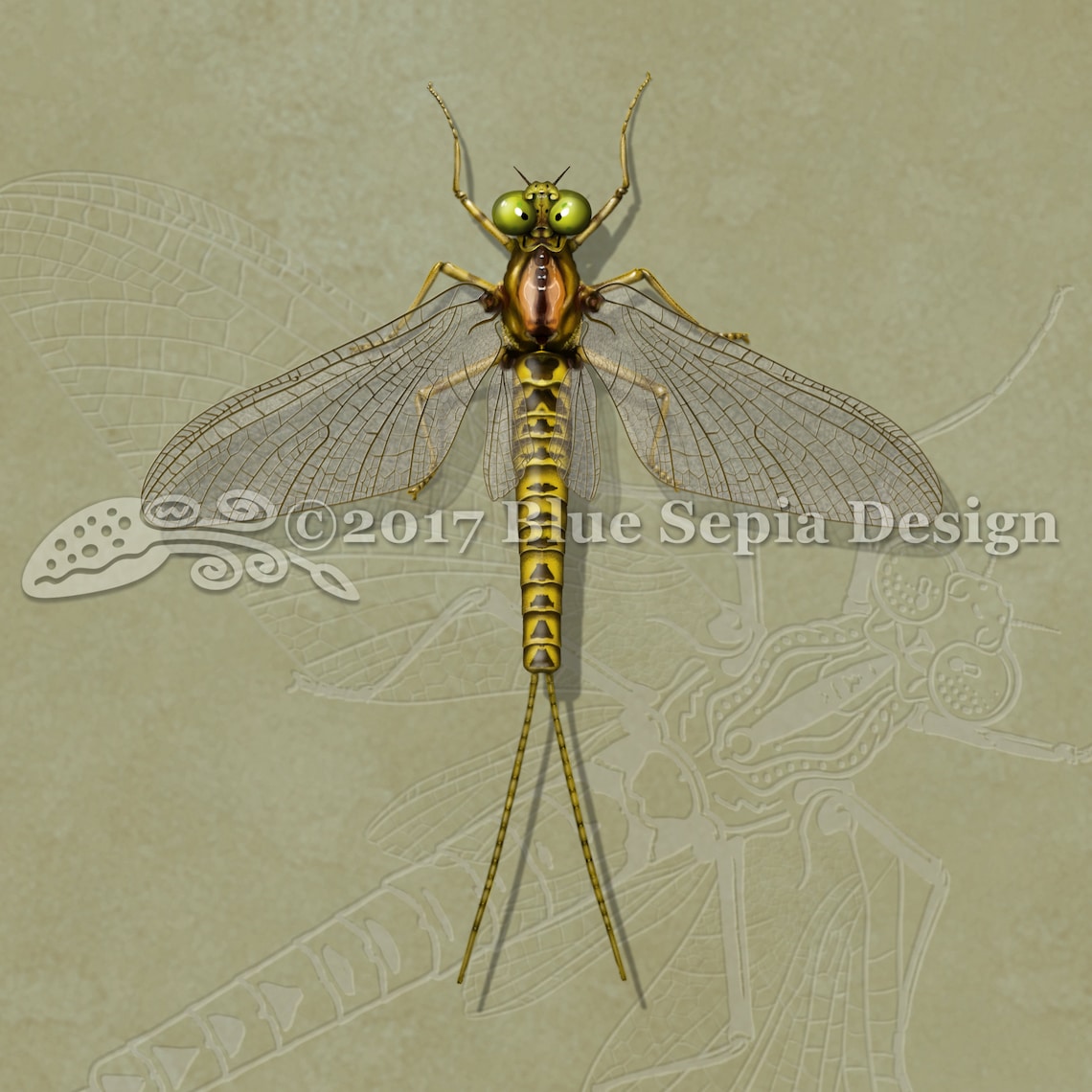Mayfly Illustration - Digital Files Png, Jpeg With Embossed ...