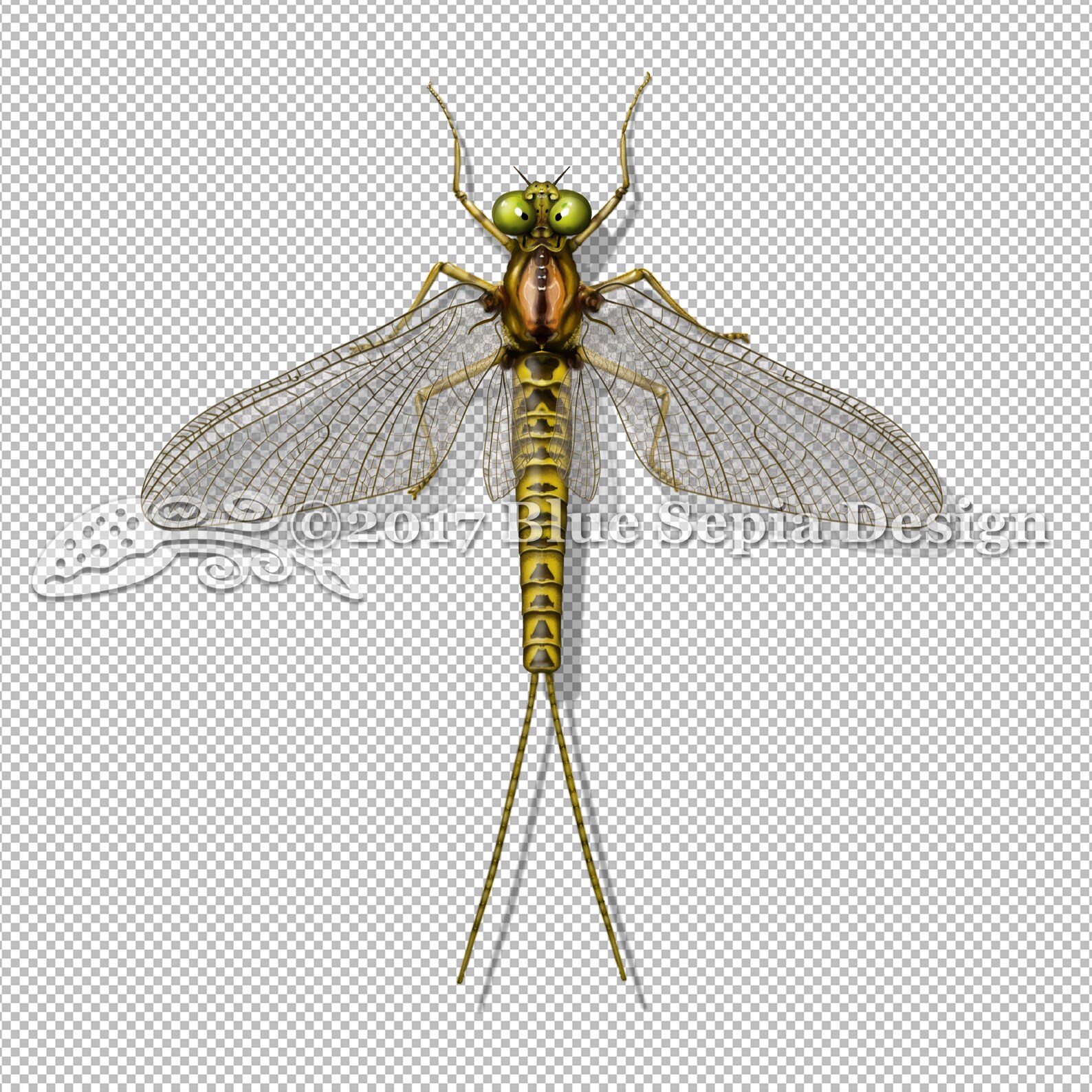 Mayfly Illustration - Digital Files Png, Jpeg With Embossed ...