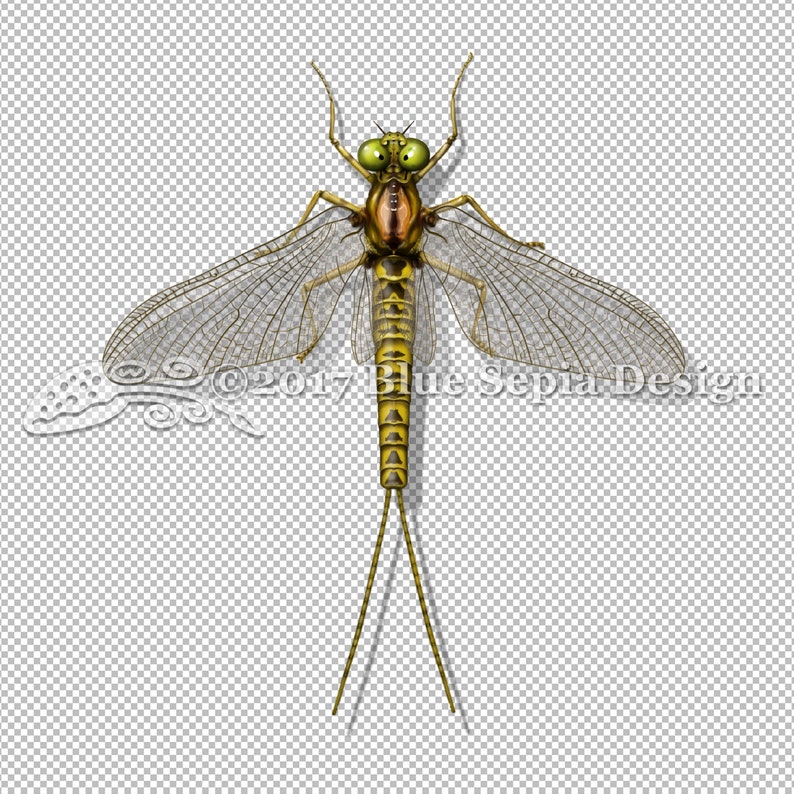 Mayfly Illustration - Digital Files Png, Jpeg With Embossed ...