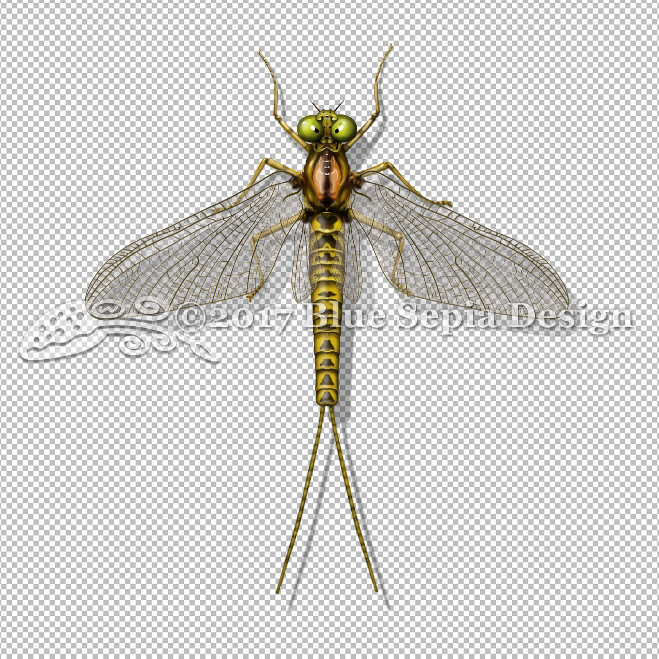 Mayfly Illustration - Digital Files Png, Jpeg With Embossed ...