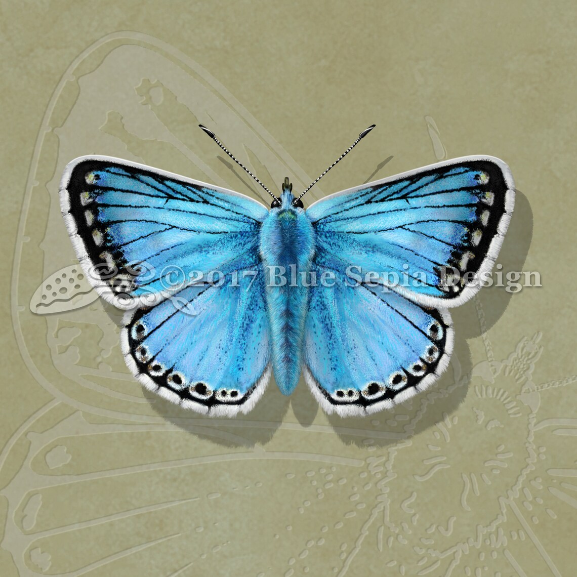 Chalk Hill Blue Butterfly Illustration Digital Files Png - Etsy