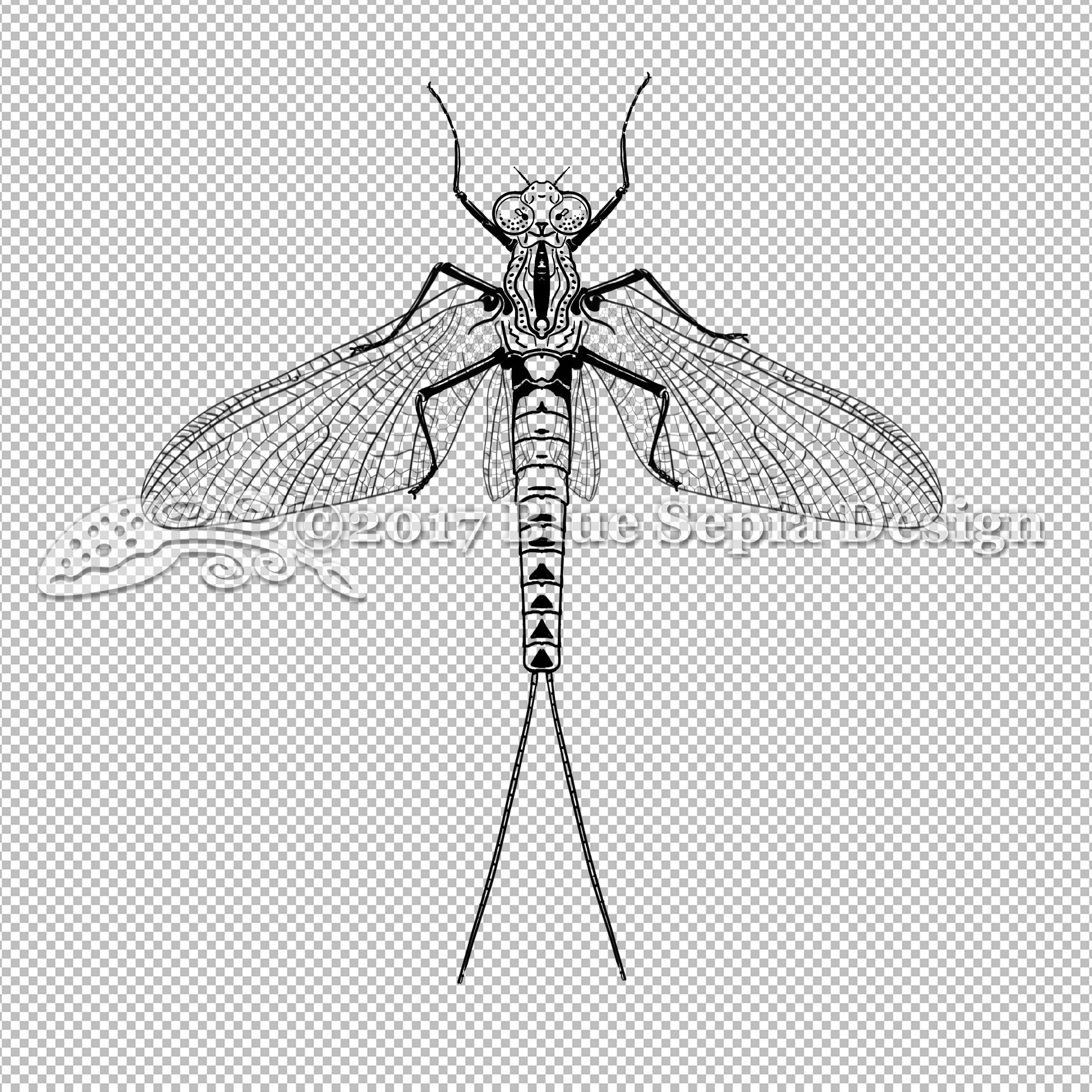Mayfly Illustration - Digital Files Png, Jpeg With Embossed ...