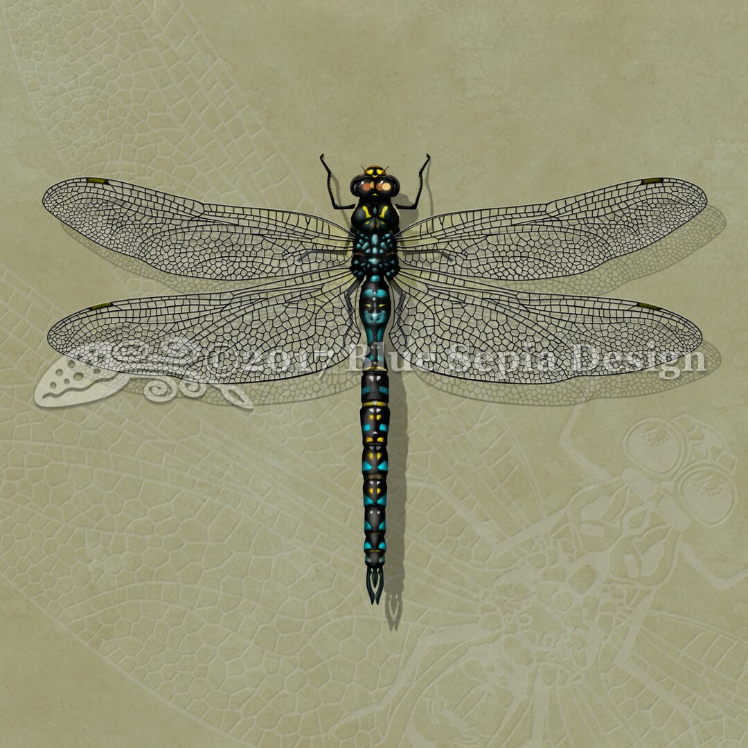 Dragonfly Illustration - Digital Files Png, Jpeg With Embossed ...