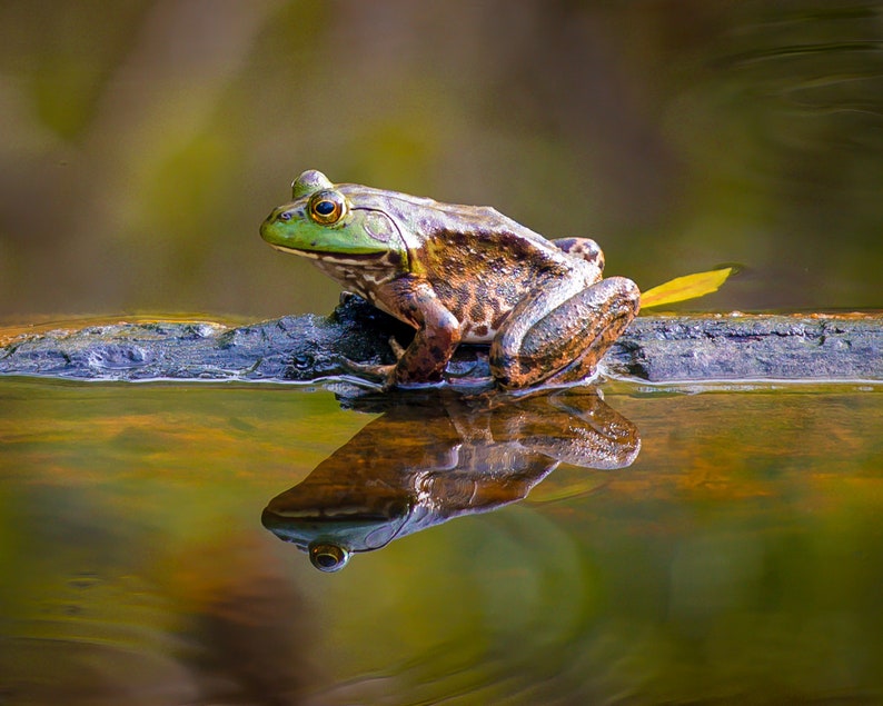Frog on a Log Digital Image for Printing and Publishing - Etsy