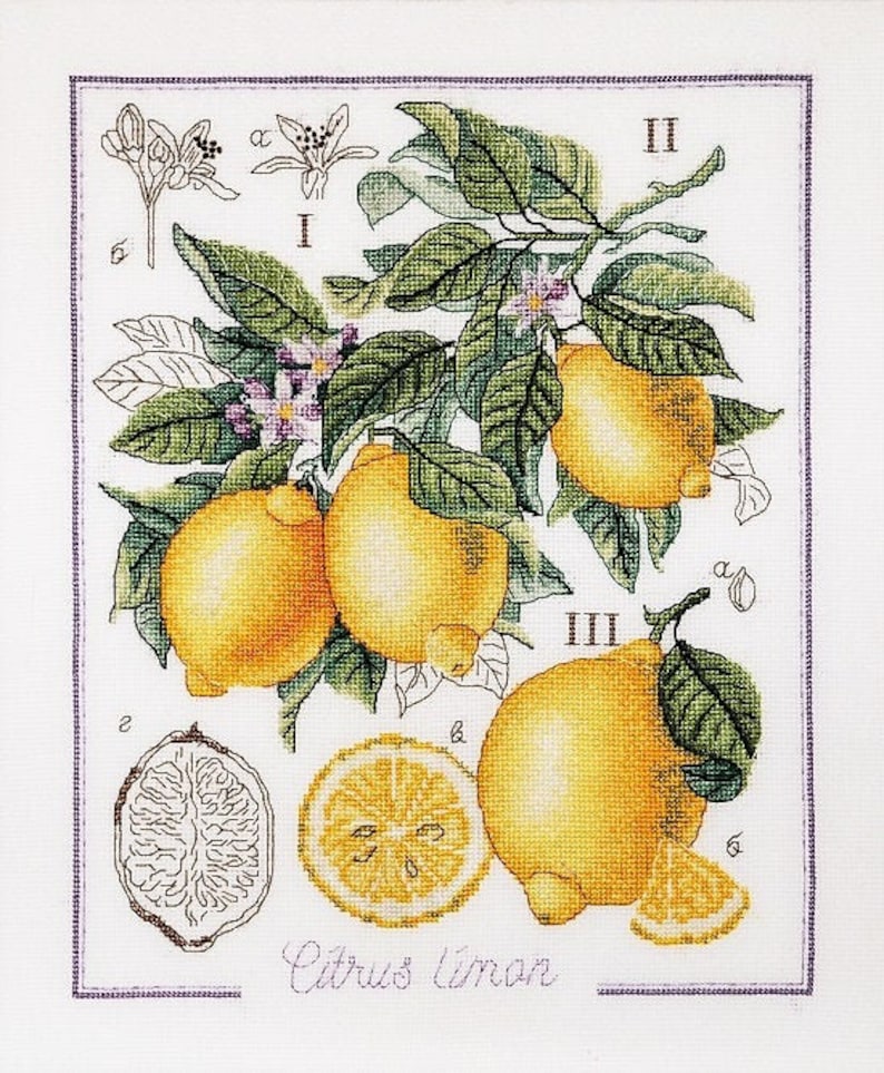 Cross Stitch Kit Lemon, Modern Embroidery Kit, Botanical Counted Cross ...