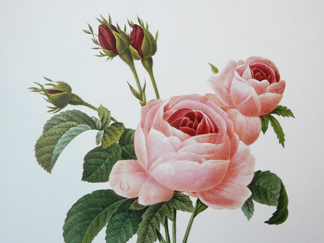 Redoute Flowers ROSE ROSA Botanical Art Print Illustration Plate 117 - Etsy