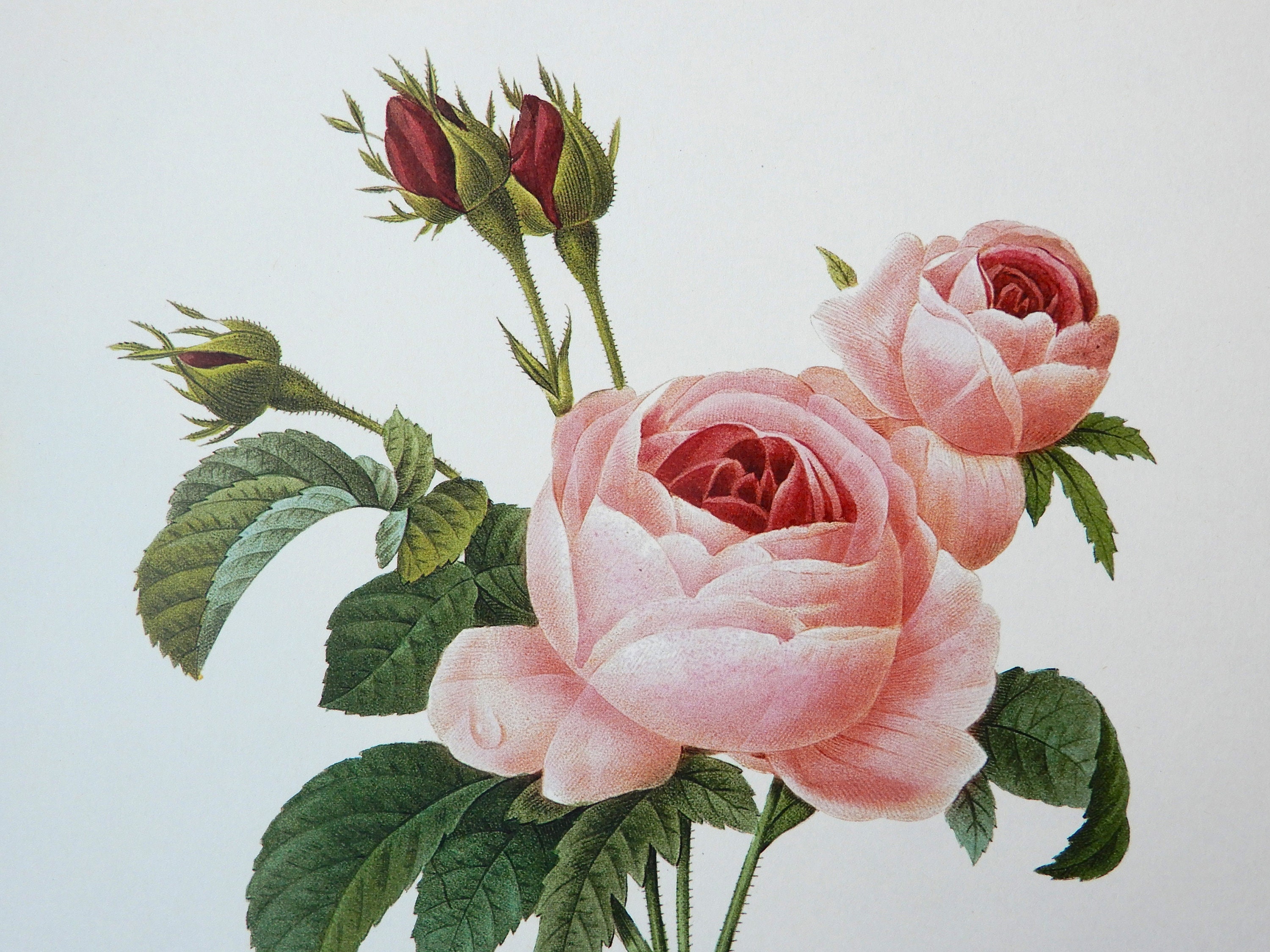 Redoute Flowers ROSE ROSA Botanical Art Print Illustration Plate 117 - Etsy