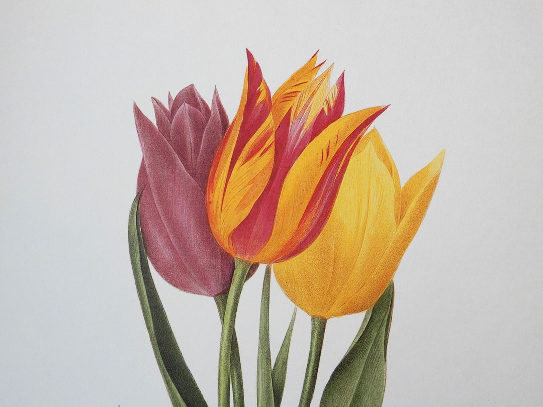 Redoute Flowers TULIPS Botanical Art Print Illustration Plate 141 - Etsy