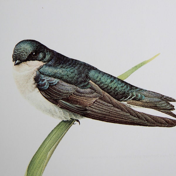 Swallow Illustration - Etsy