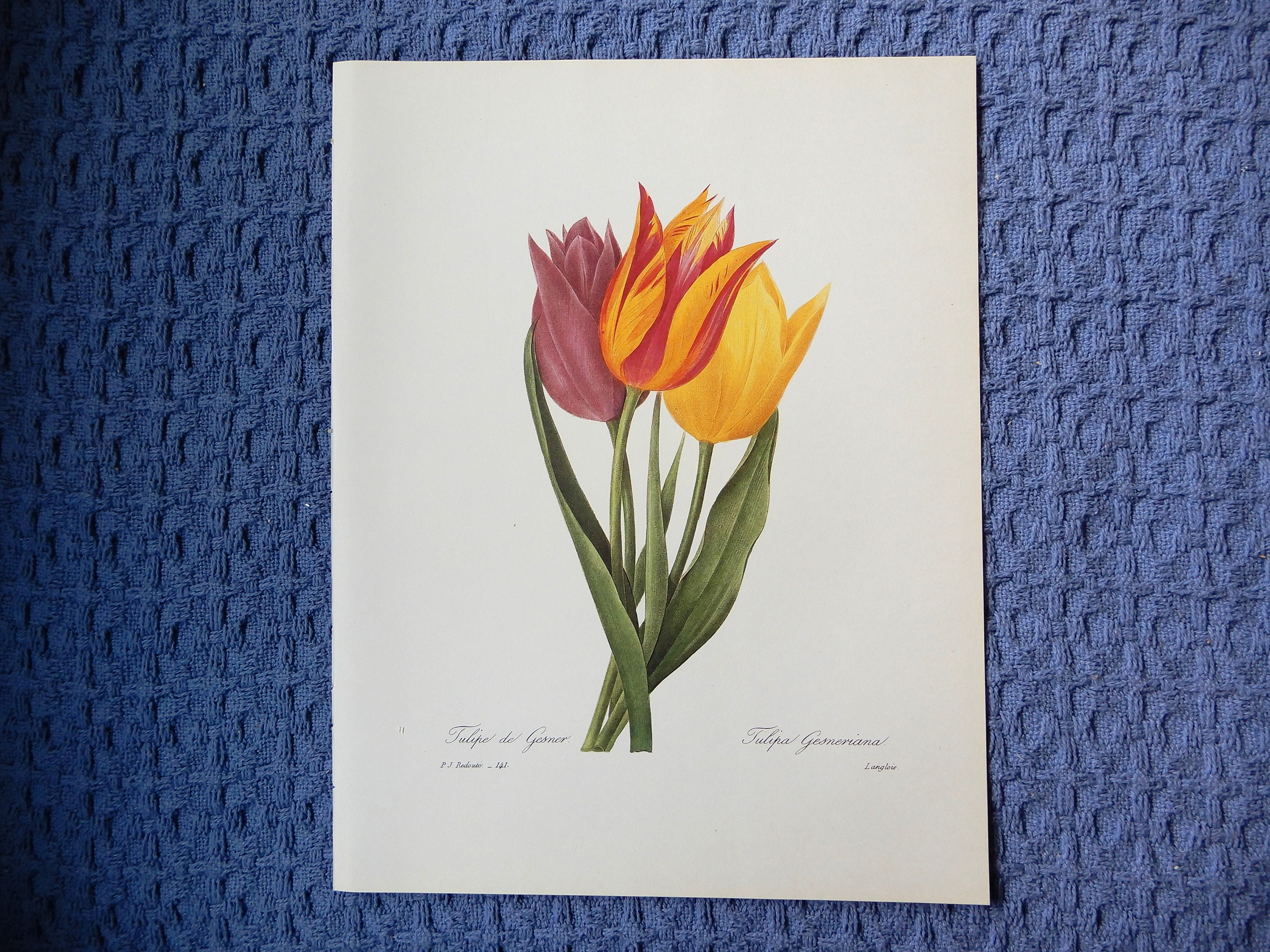 Redoute Flowers TULIPS Botanical Art Print Illustration Plate 141 - Etsy
