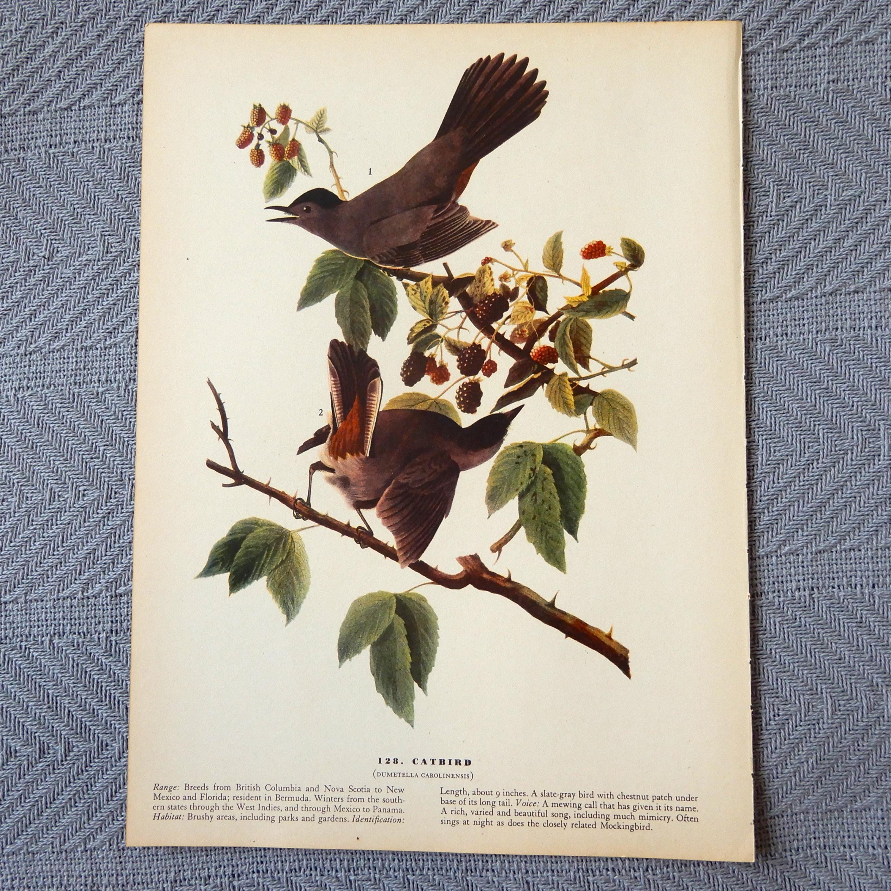 Audubon CATBIRD, Birds of America 1942 Illustration 128, Vintage Art ...