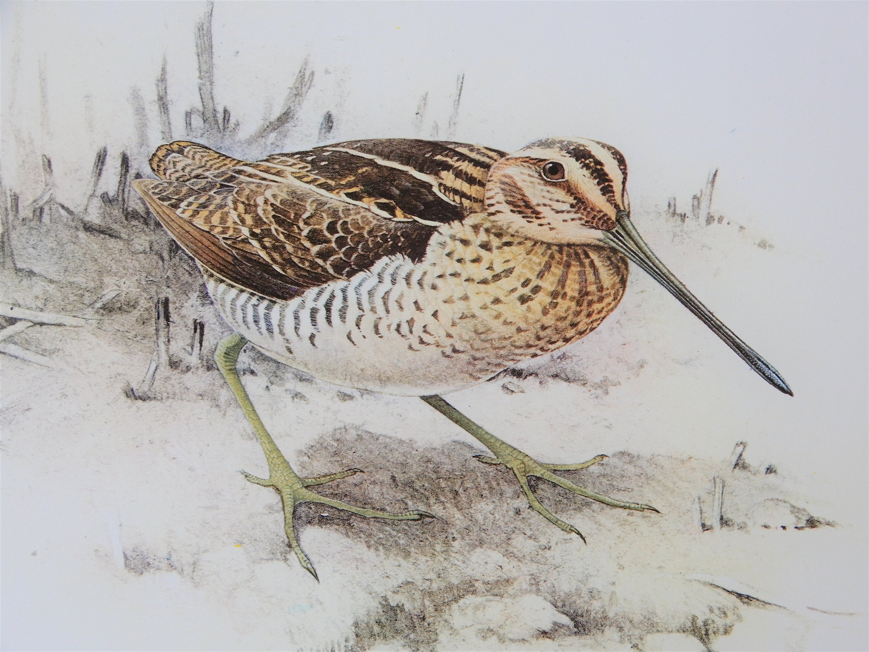 James F Lansdowne COMMON SNIPE Bird, Vintage Color Art Print ...