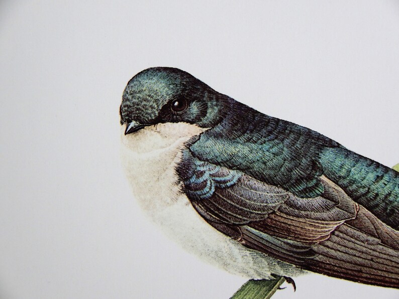 James F Lansdowne TREE SWALLOW Bird, Vintage Print, Illustration Plate ...