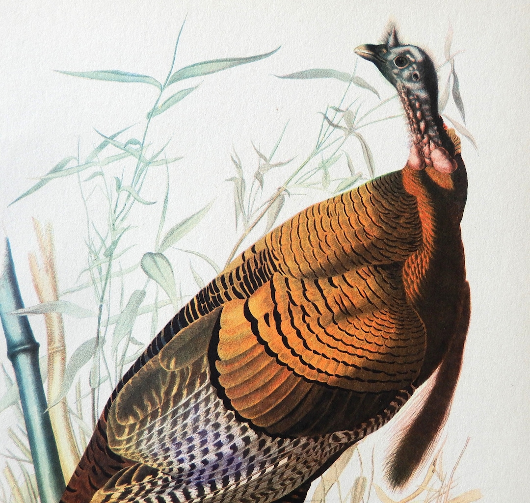 Audubon WILD TURKEY Birds of America 1942 Illustration Plate - Etsy