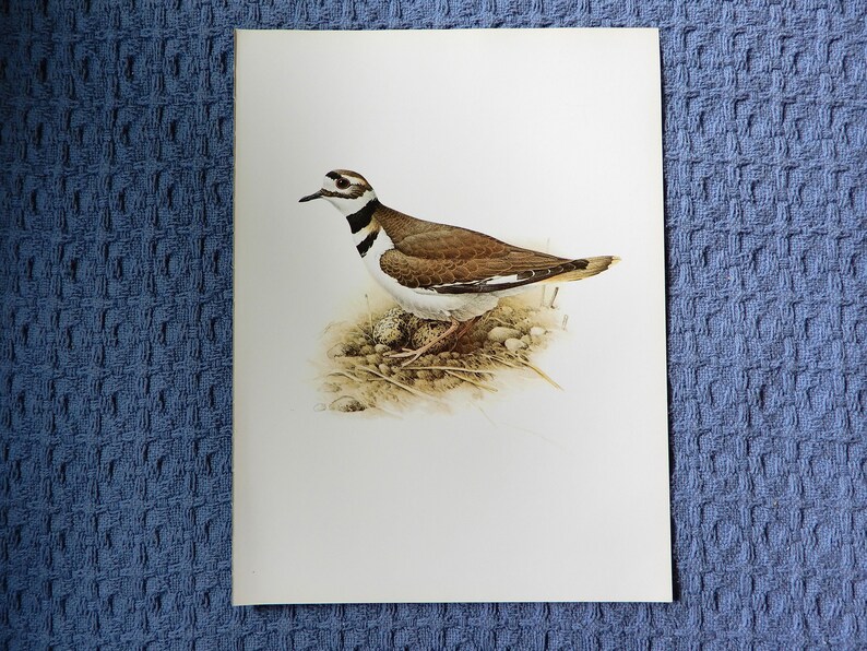 James F Lansdowne KILLDEER Bird, Vintage Print, Illustration Plate - Etsy