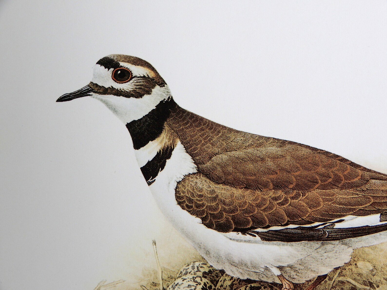 James F Lansdowne KILLDEER Bird, Vintage Print, Illustration Plate - Etsy