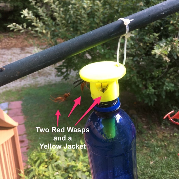 Red Wasp Trap