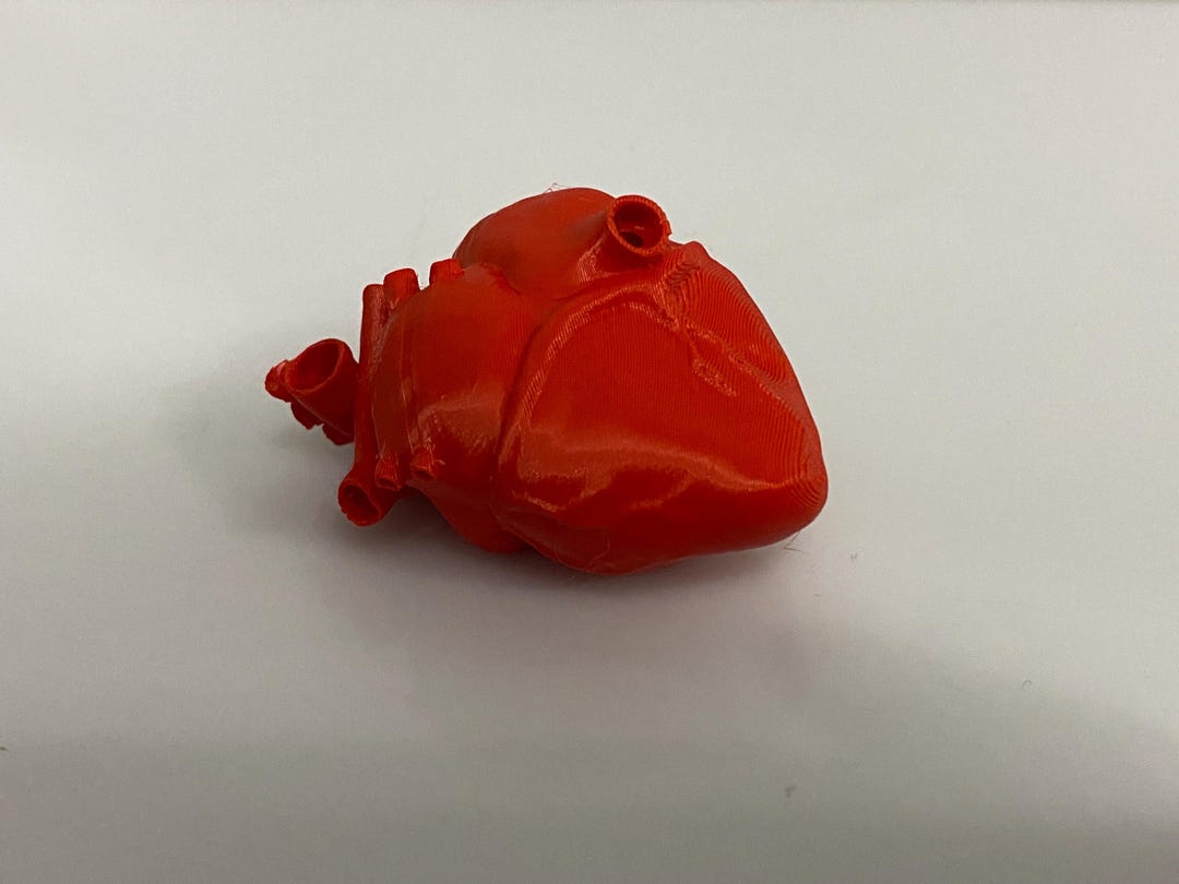 Anatomically Correct 3D Printed - 1/2 Scale Heart in Red. - Etsy
