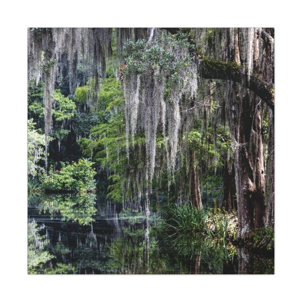 Trees With Spanish Moss Wall Art Canvas - Etsy