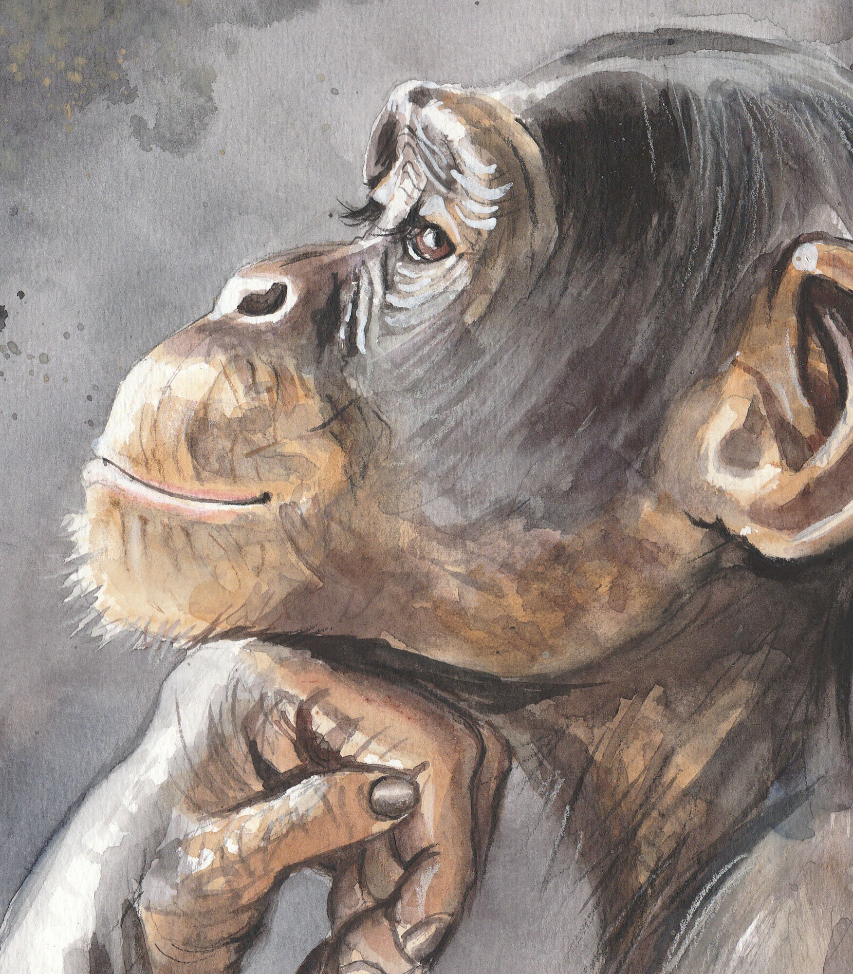 Chimpanzee , Monkey, Original Watercolor Painting, 9.4 X 12.6 Inch, Art ...