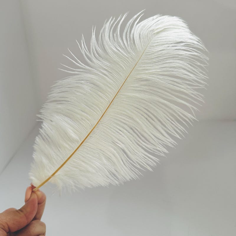 Large Feathers - Etsy