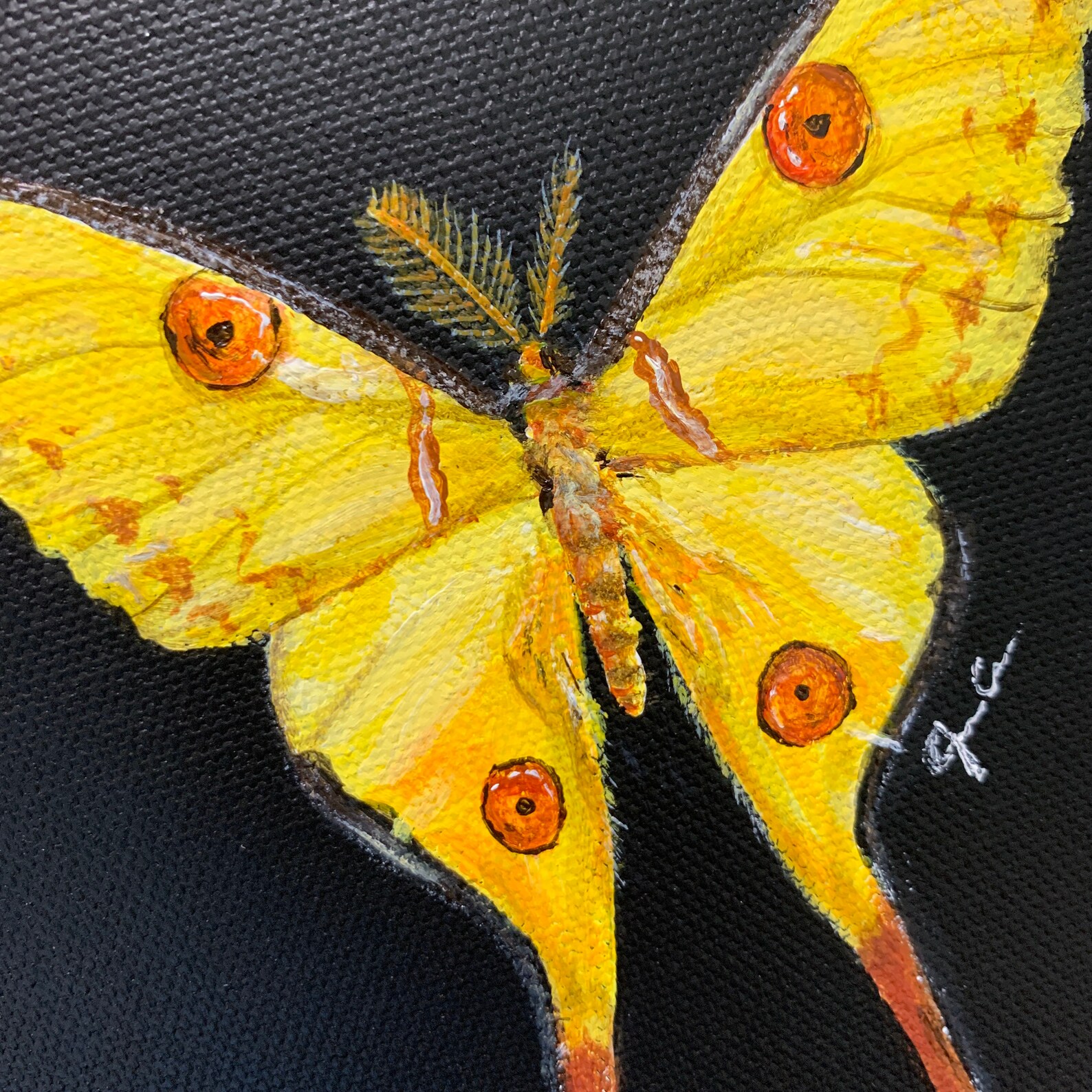 ORIGINAL PAINTING Comet Moth Moth Wall Art Home Decor - Etsy