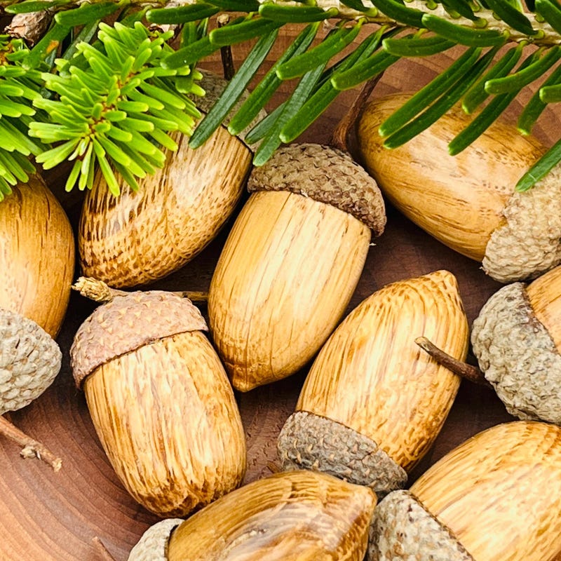 Miniature Acorns - Etsy