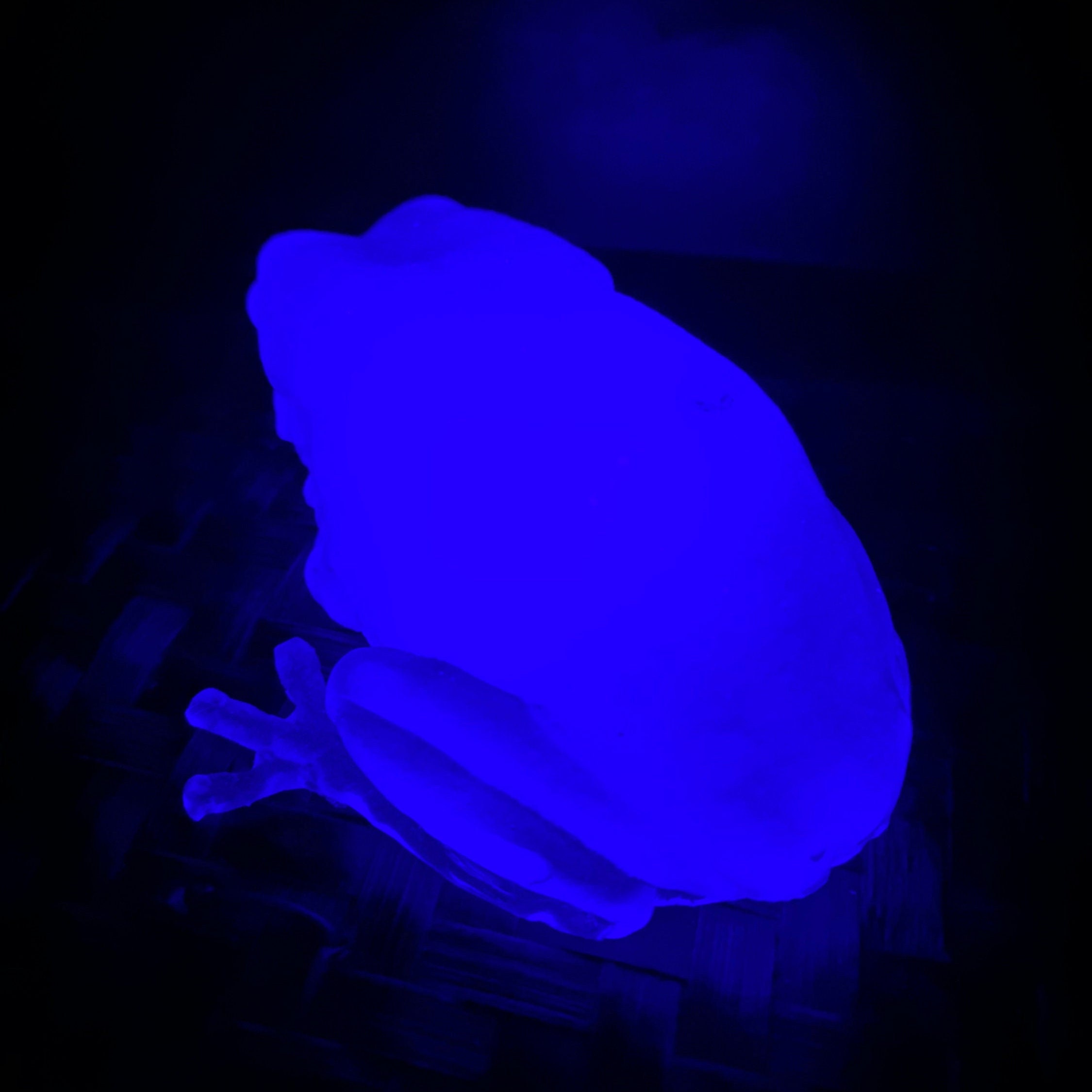 Glow in the Dark Frog Paperweight, White in Daylight Glows at Night ...