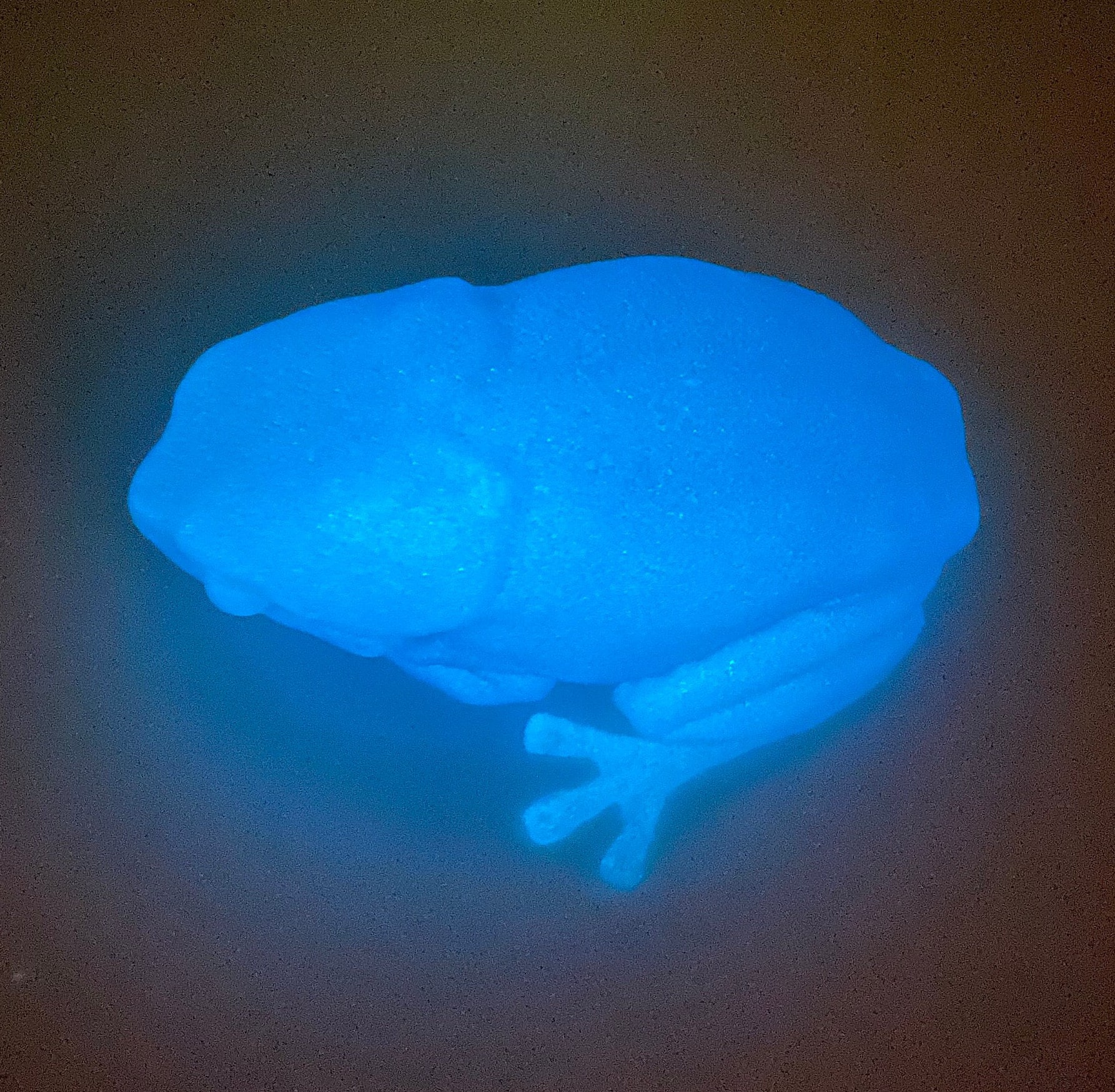 UV Reactive Neon Glow in the Dark Frog Nightlight Paperweight Gift Idea ...