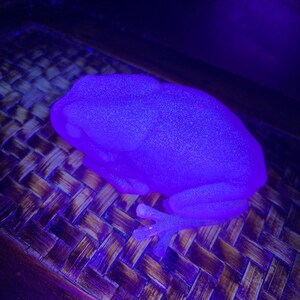 UV Reactive Neon Glow in the Dark Frog Nightlight Paperweight Gift Idea ...