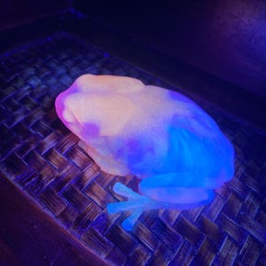 UV Reactive Neon Glow in the Dark Frog Nightlight Paperweight Gift Idea ...