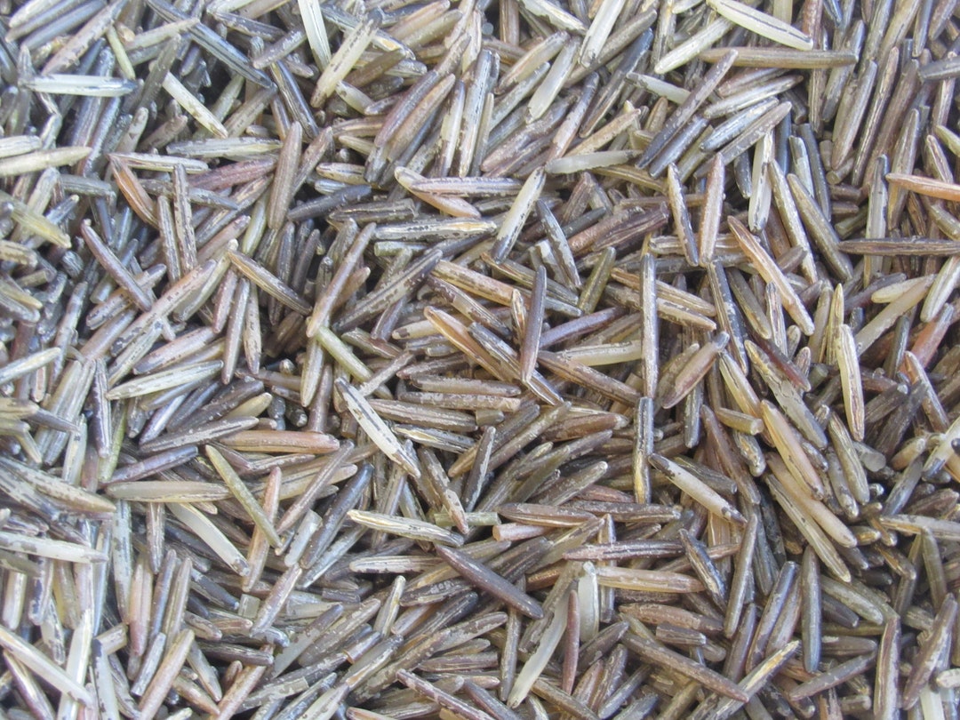 MN Wood Parched GHOST Wild Rice 8oz or 1 Pound Bag Minnesota Wood Cured ...