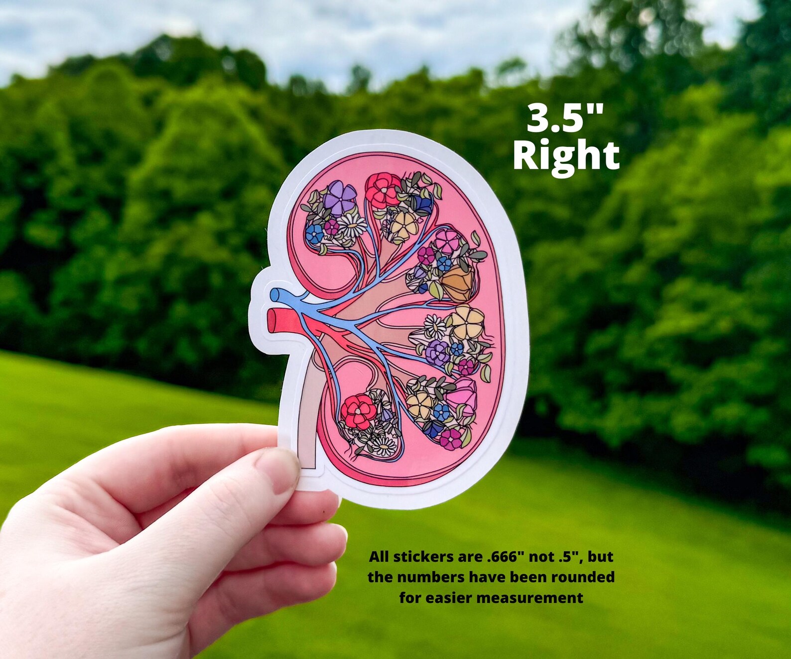 Kidney Sticker, Floral Anatomy Left and Right Kidney Disease Awareness ...