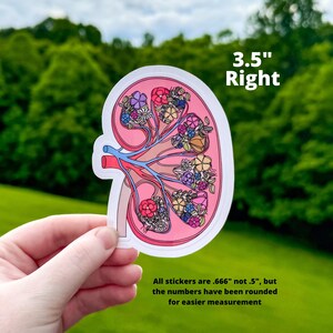 Kidney Sticker, Floral Anatomy Left and Right Kidney Disease Awareness ...