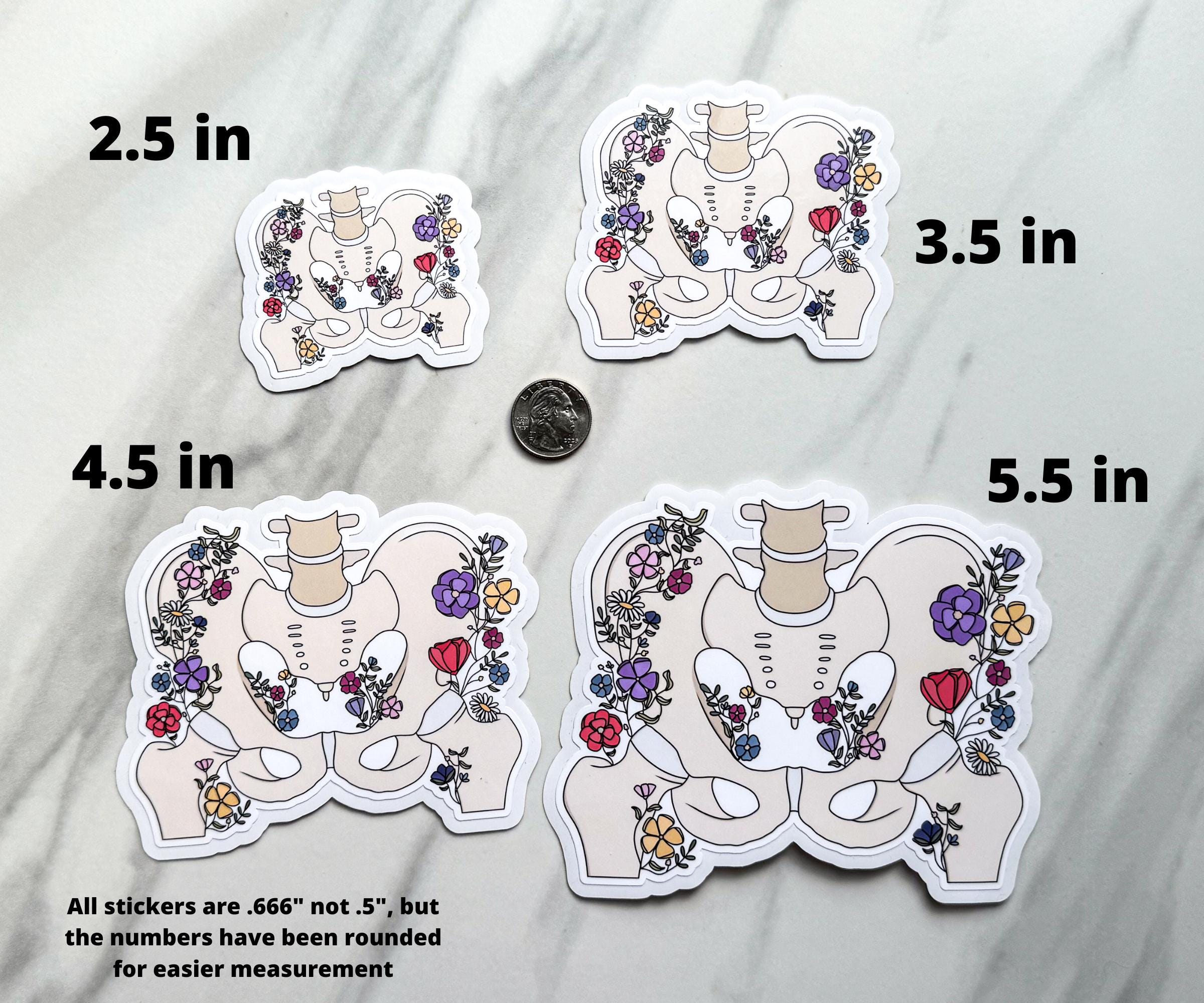 Pelvis Sticker, Floral Anatomy Hip and Pelvis Awareness Sticker ...
