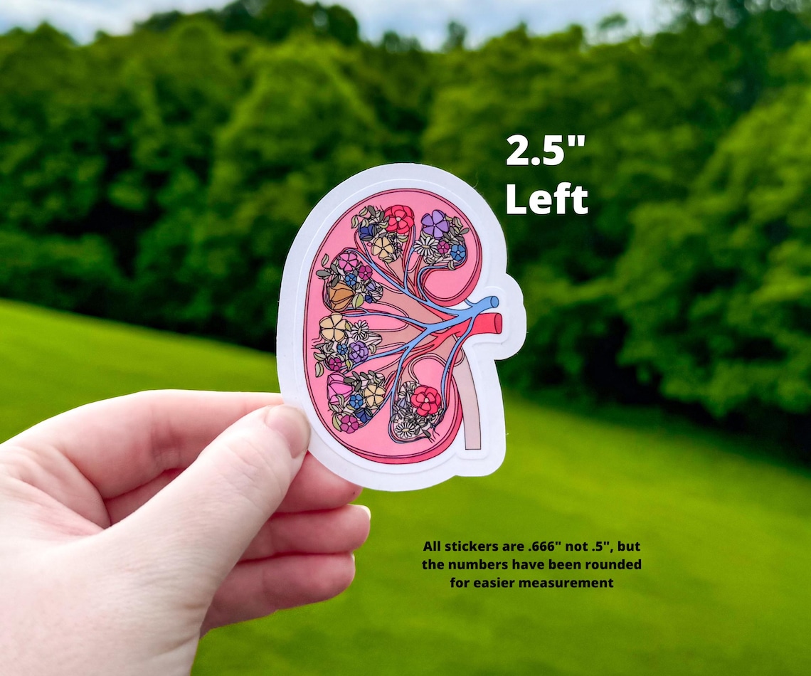 Kidney Sticker, Floral Anatomy Left and Right Kidney Disease Awareness ...