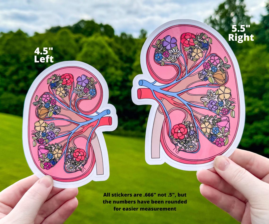 Kidney Sticker, Floral Anatomy Left and Right Kidney Disease Awareness ...