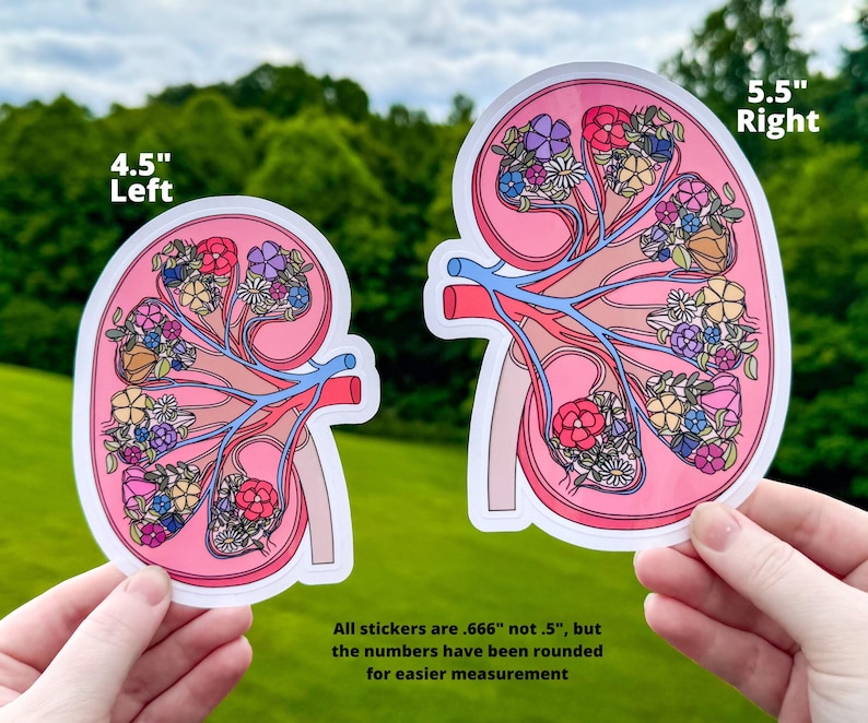 Kidney Sticker, Floral Anatomy Left and Right Kidney Disease Awareness ...