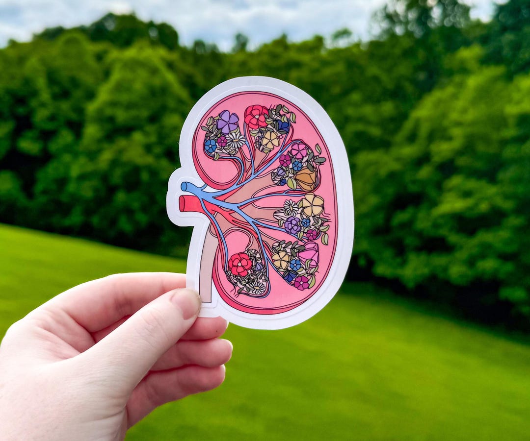 Kidney Sticker, Floral Anatomy Left and Right Kidney Disease Awareness ...